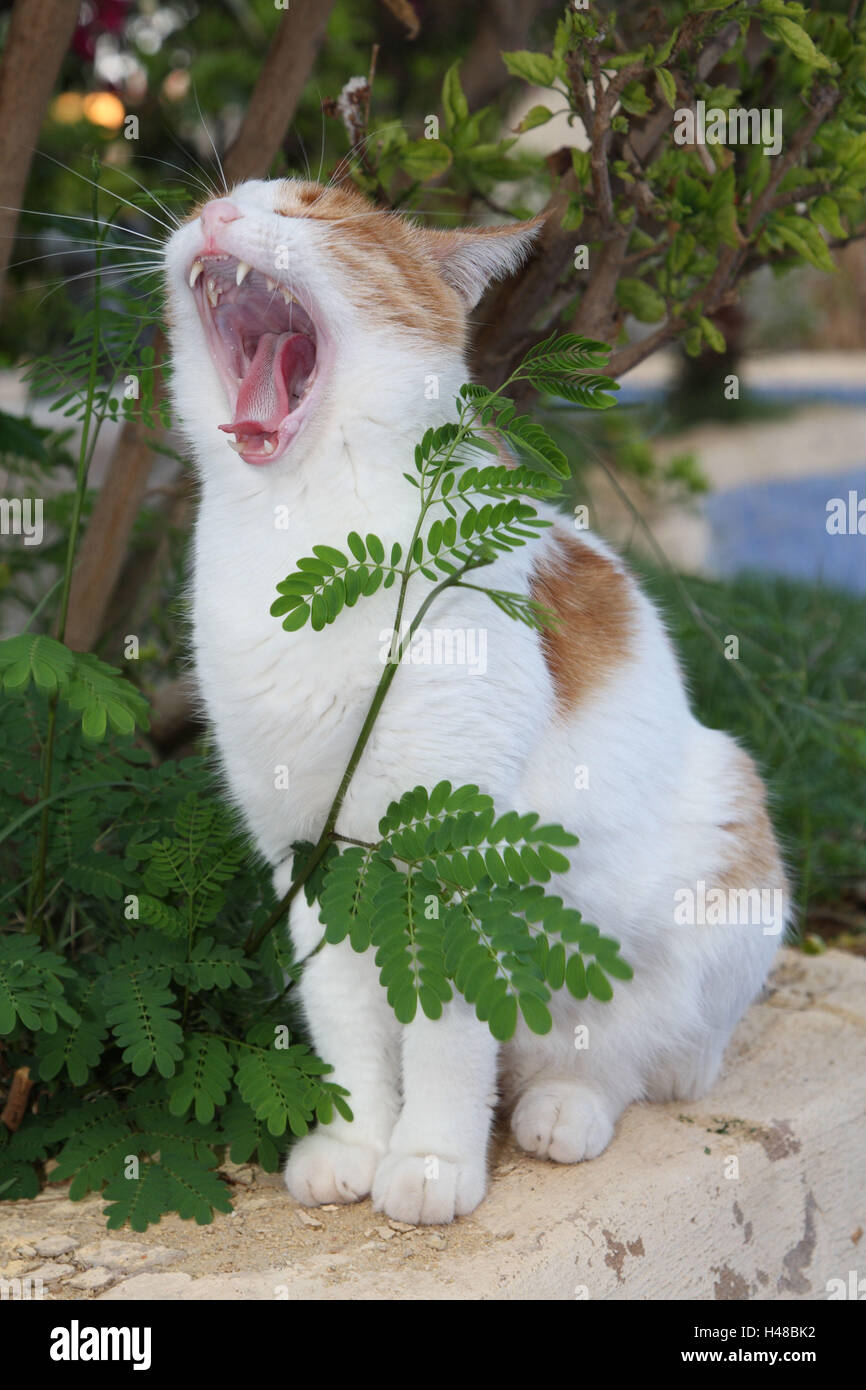Defensive yawn hi-res stock photography and images - Alamy