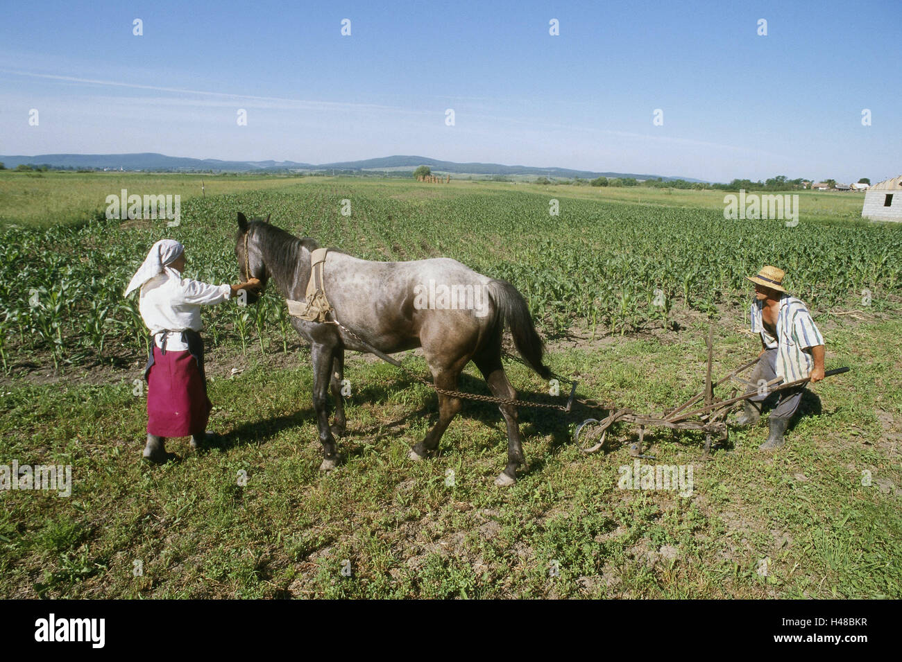 Romania, Istrita, corn field, pawn, work in the fields, horse ...