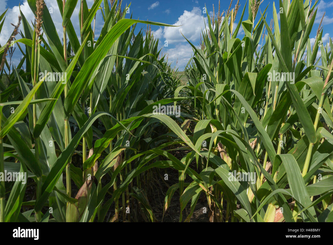Corn cornstalks hi-res stock photography and images - Alamy
