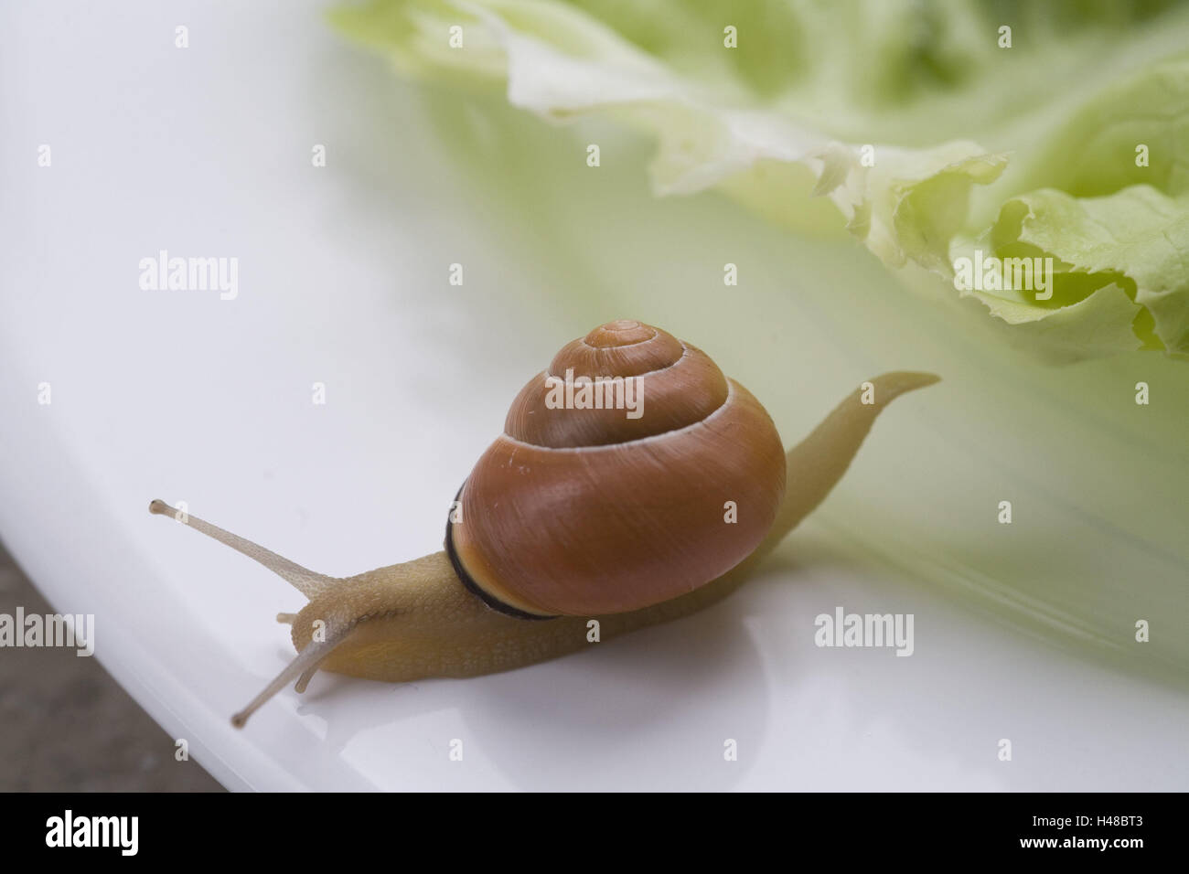 Animal escargot hi-res stock photography and images - Alamy