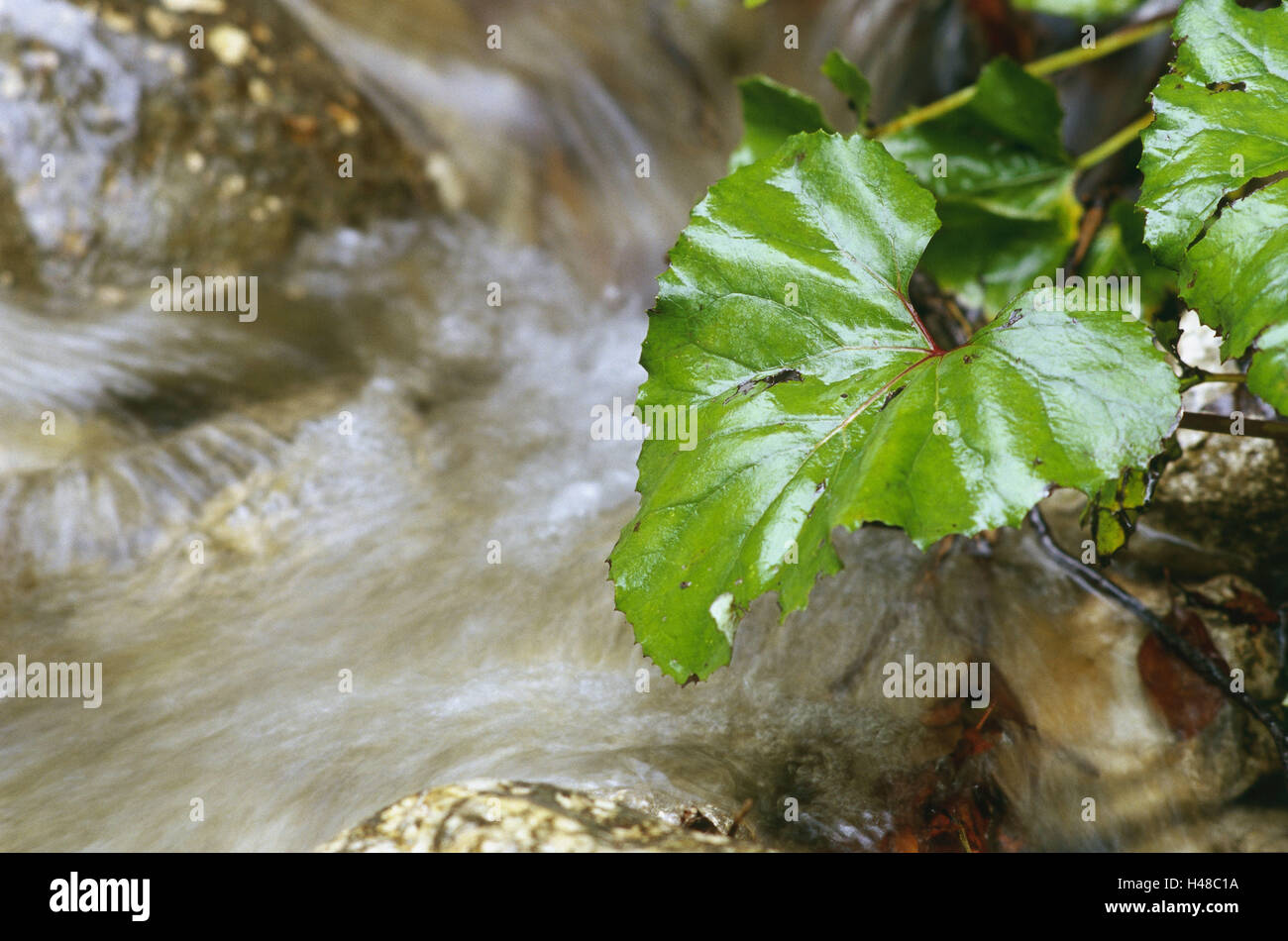 Stream vegetation hi-res stock photography and images - Alamy
