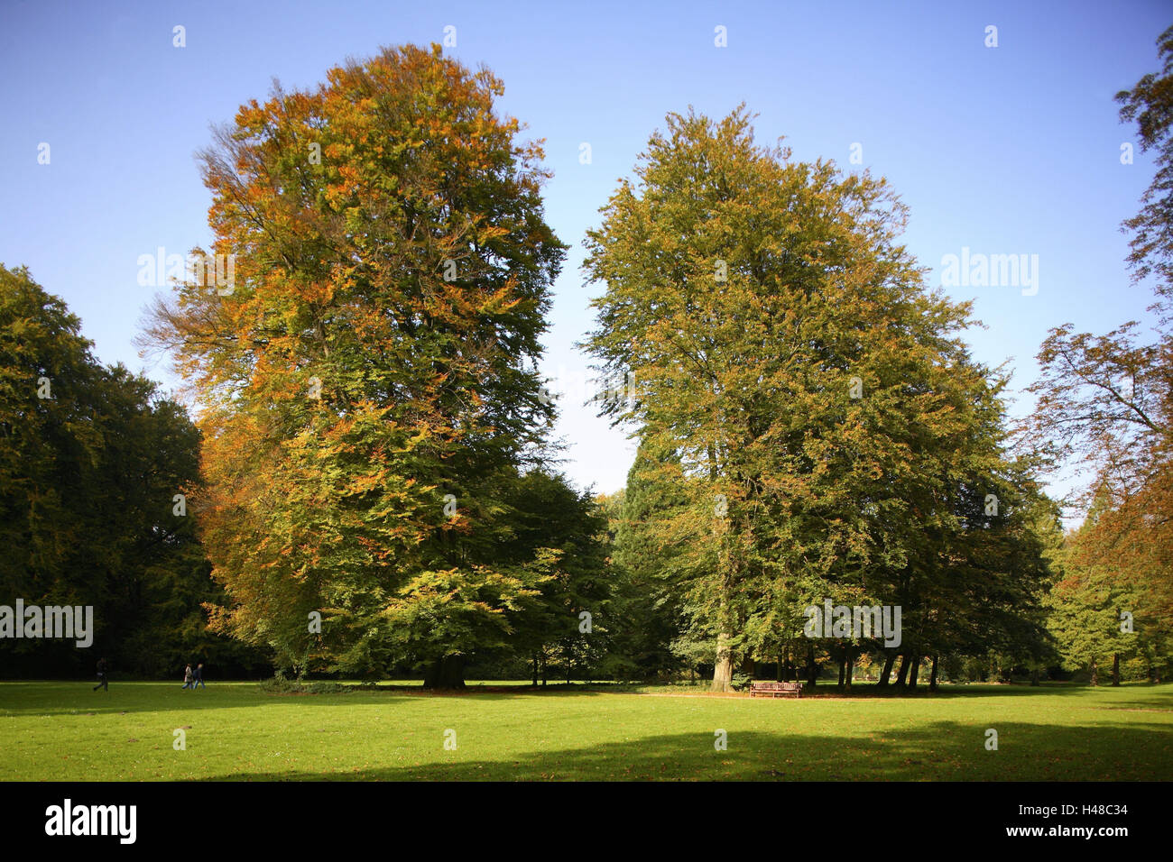 Germany, Bremen-Sankt-Magnus, Knoops park, trees Stock Photo - Alamy