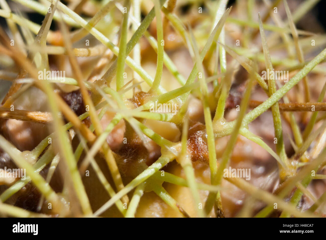 Spiky texture hi-res stock photography and images - Alamy