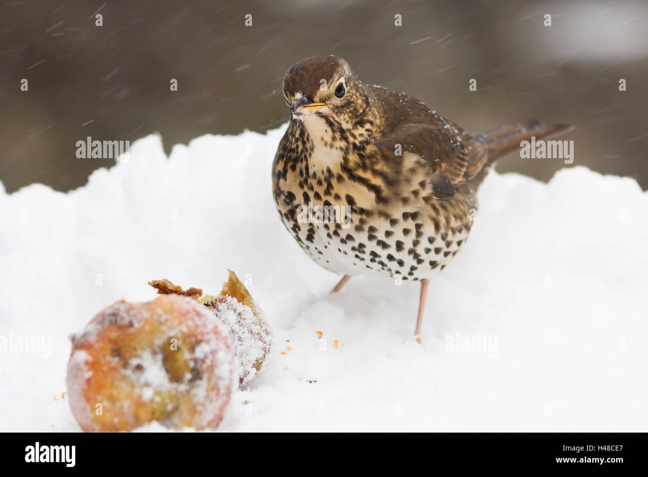 song thrush feeding on apple in snow Stock Photo - Alamy
