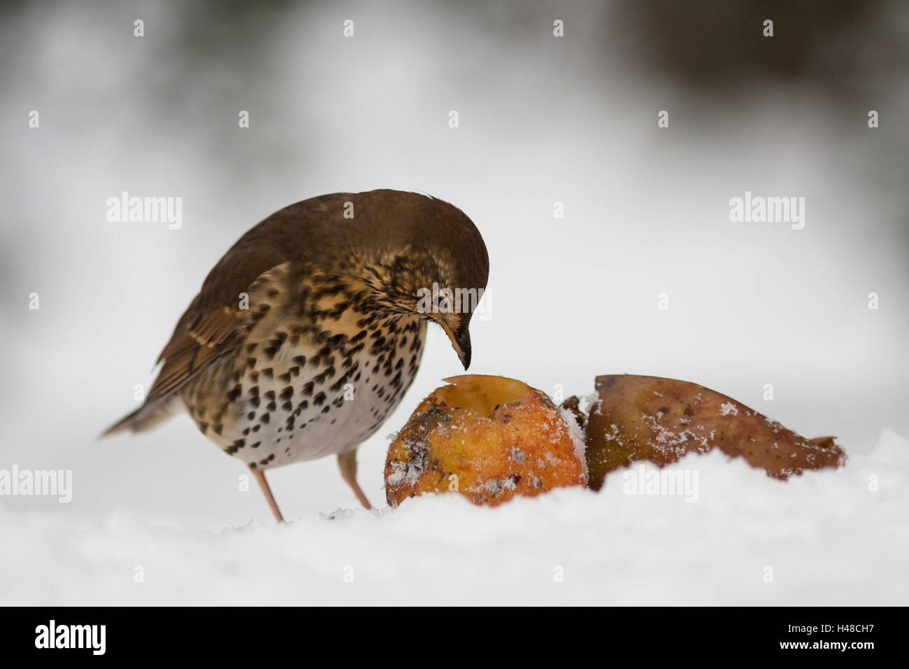 song thrush feeding on apple in snow Stock Photo - Alamy