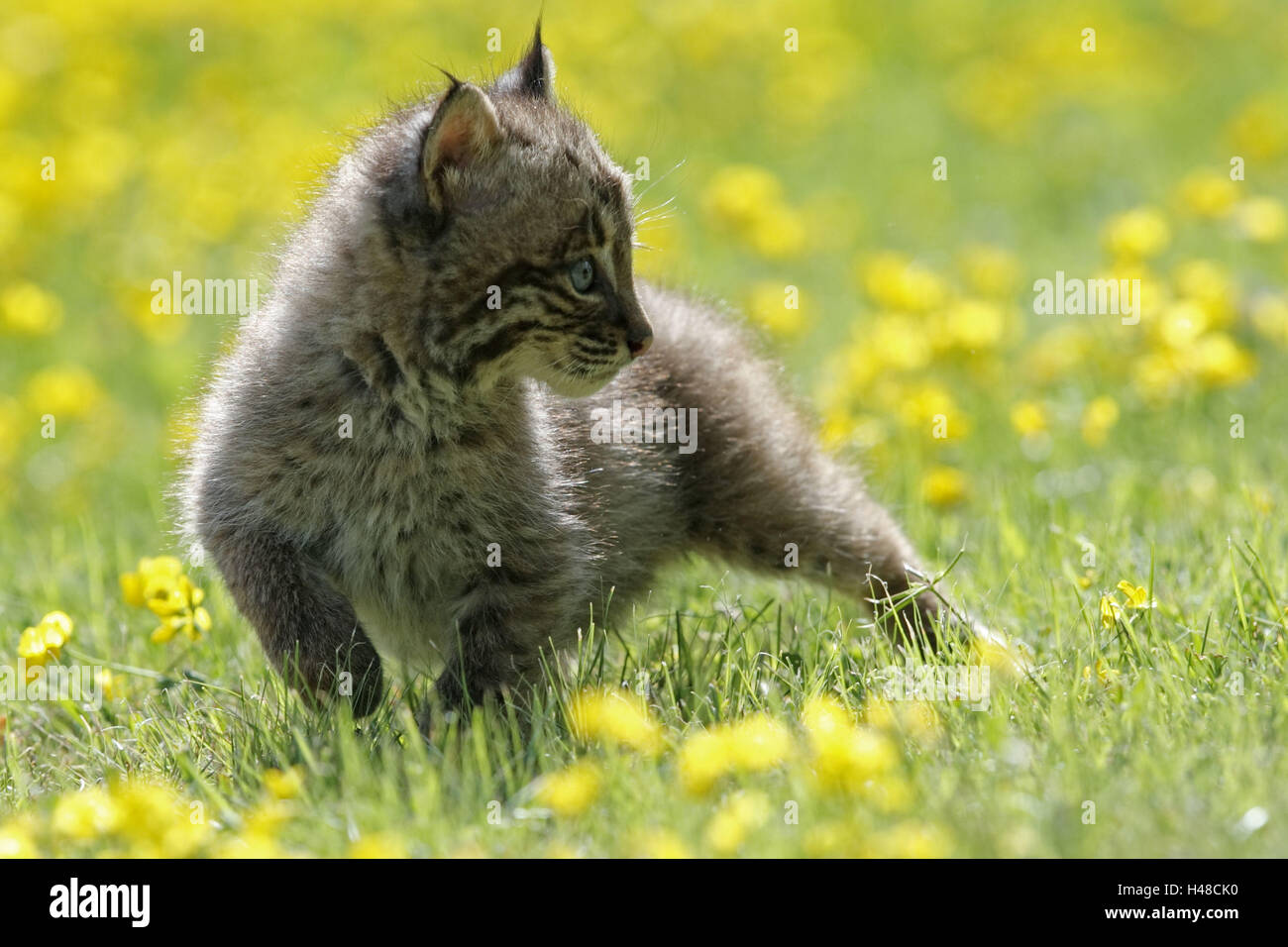 Red lynxes hi-res stock photography and images - Alamy