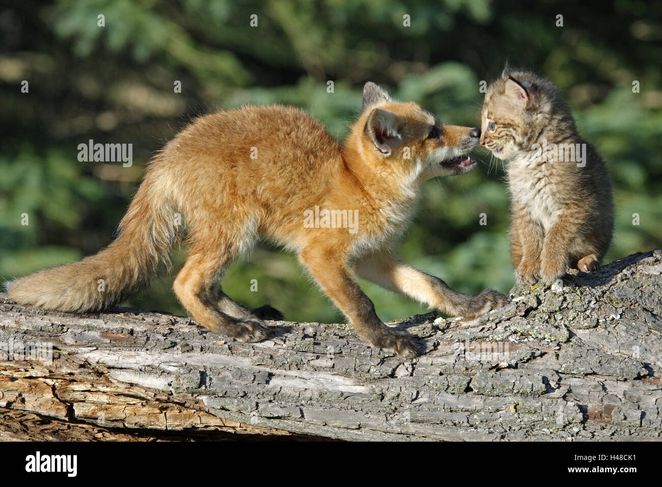 Red Foxes Vulpes Vulpes Minnesota High Resolution Stock Photography and Images - Alamy
