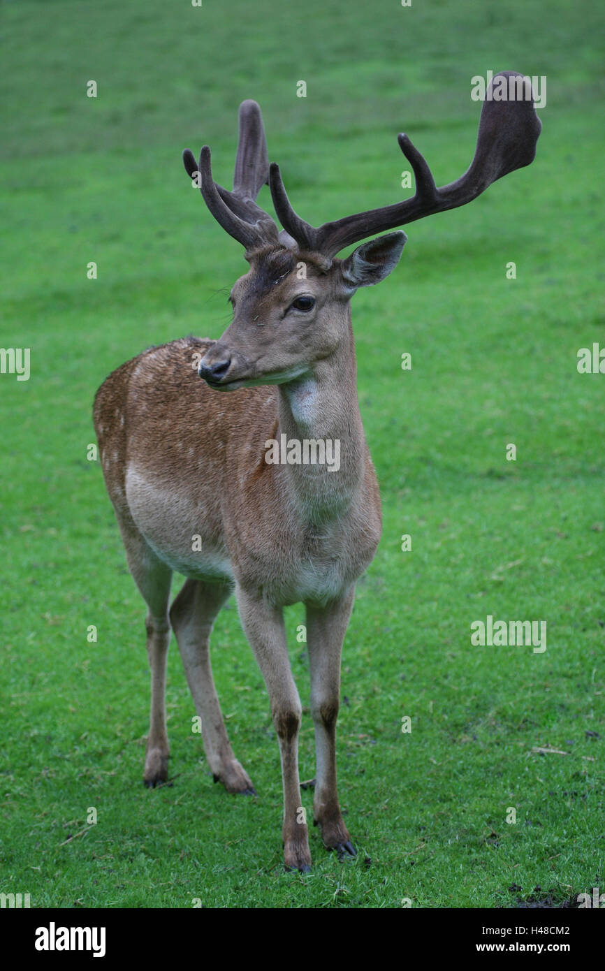 Mammal buck not dog hi-res stock photography and images - Alamy