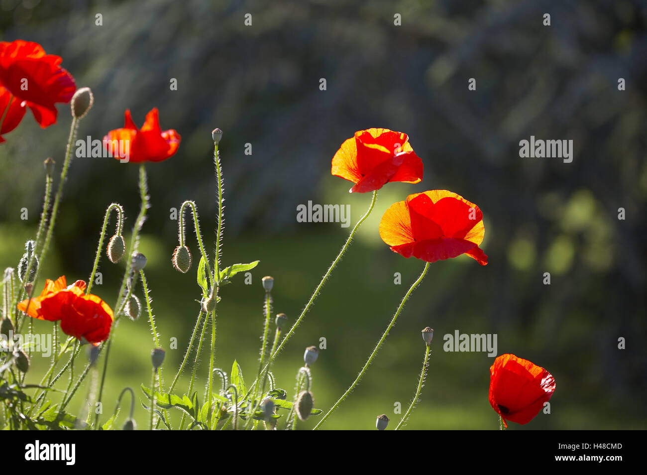 Poppies, blossoms, background, blur, back light, poppy seed blossoms ...