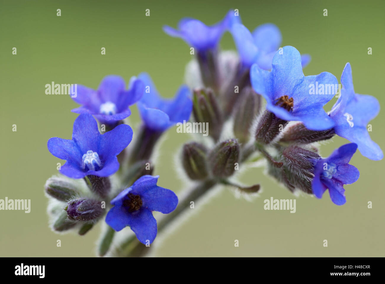 Flower, ox tongue, Anchusa officinalis, blossoms, blue, medium close-up ...