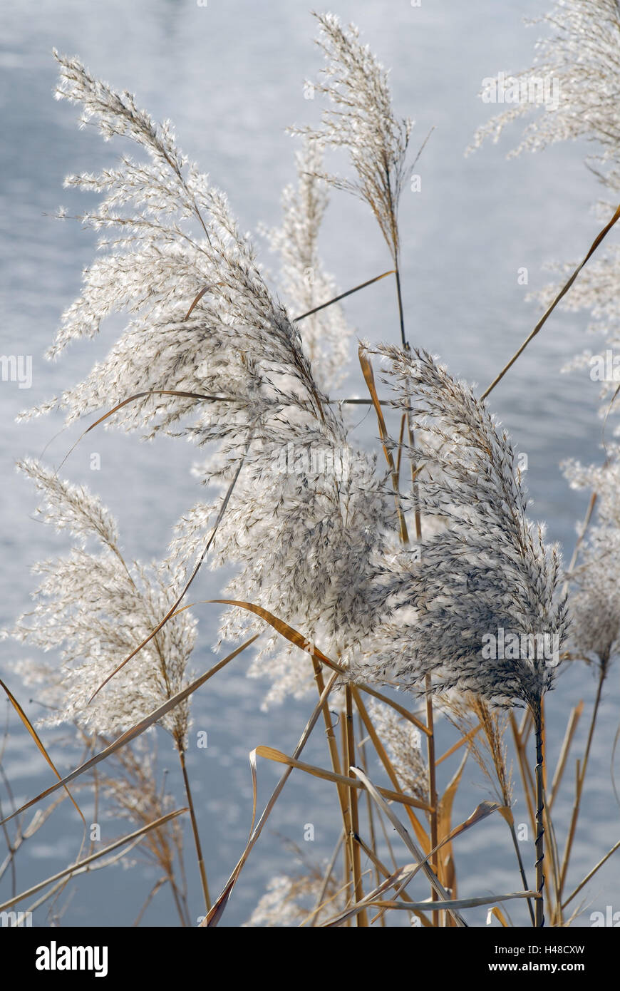 Ornamental reed hi-res stock photography and images - Alamy