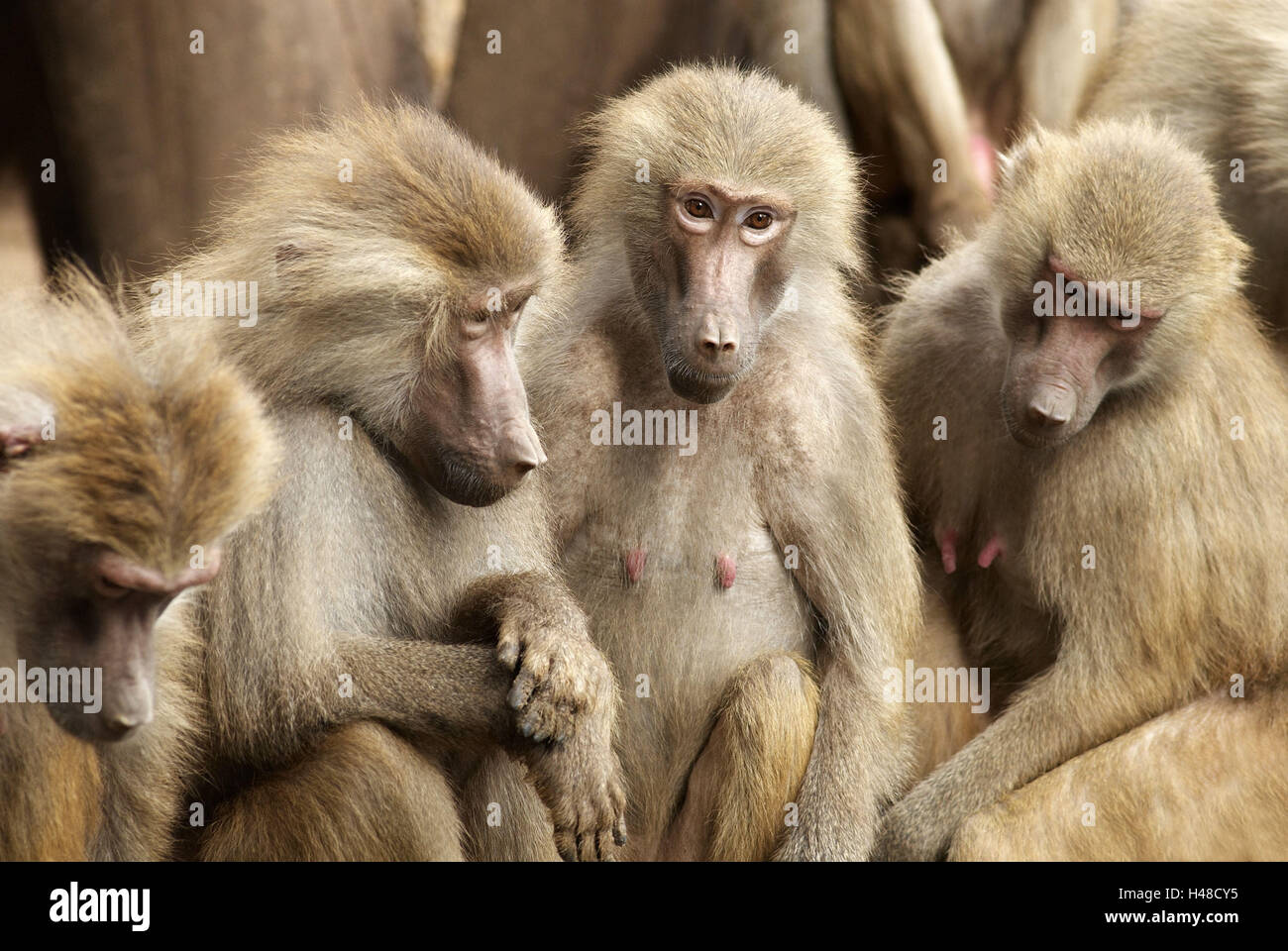 Female baboons hi-res stock photography and images - Alamy