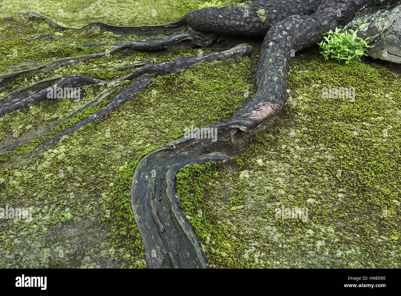 Tree root, root, trunk, tree bark, moss, green Stock Photo - Alamy