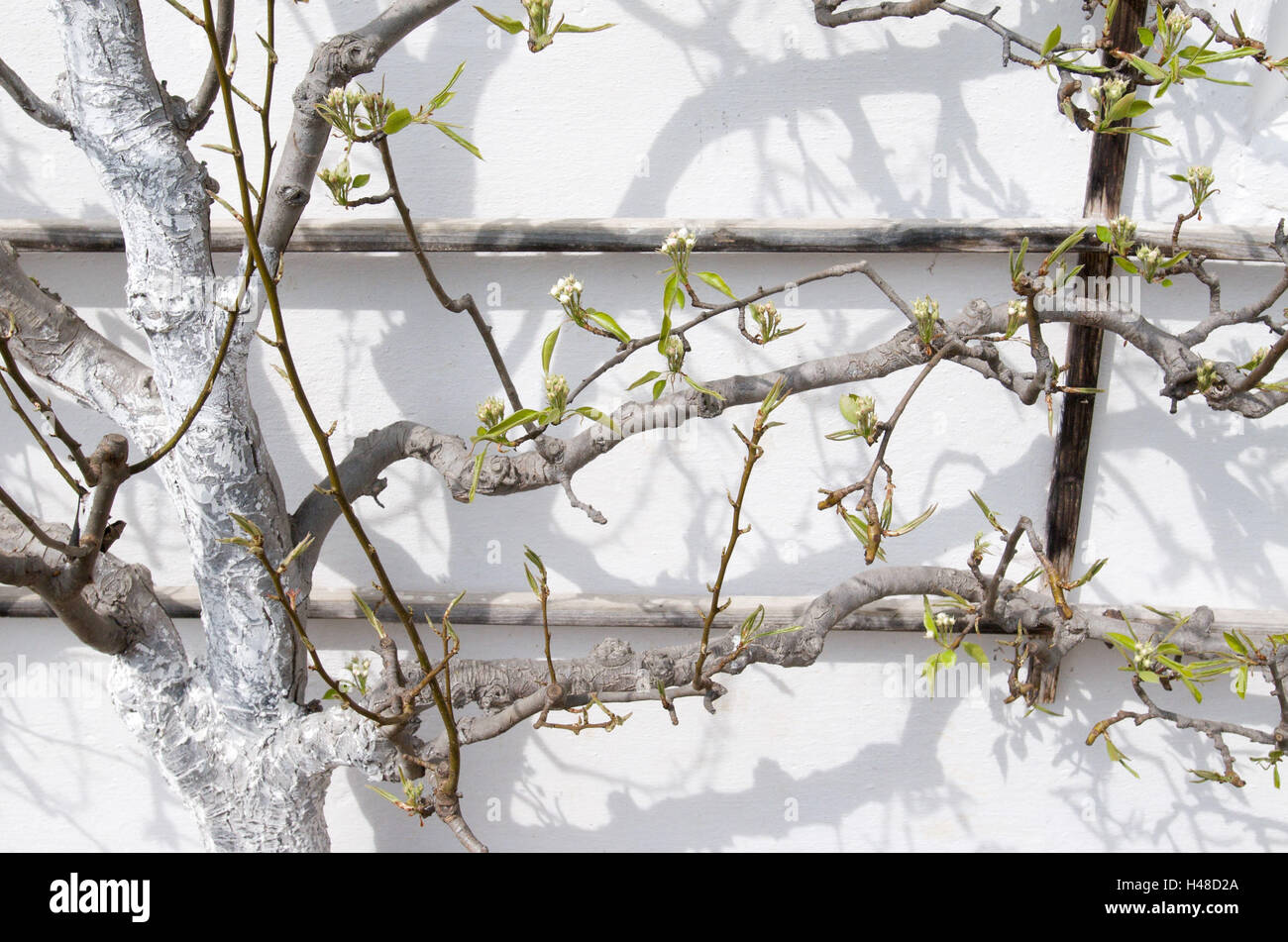 Pear tree house wall hi-res stock photography and images - Alamy