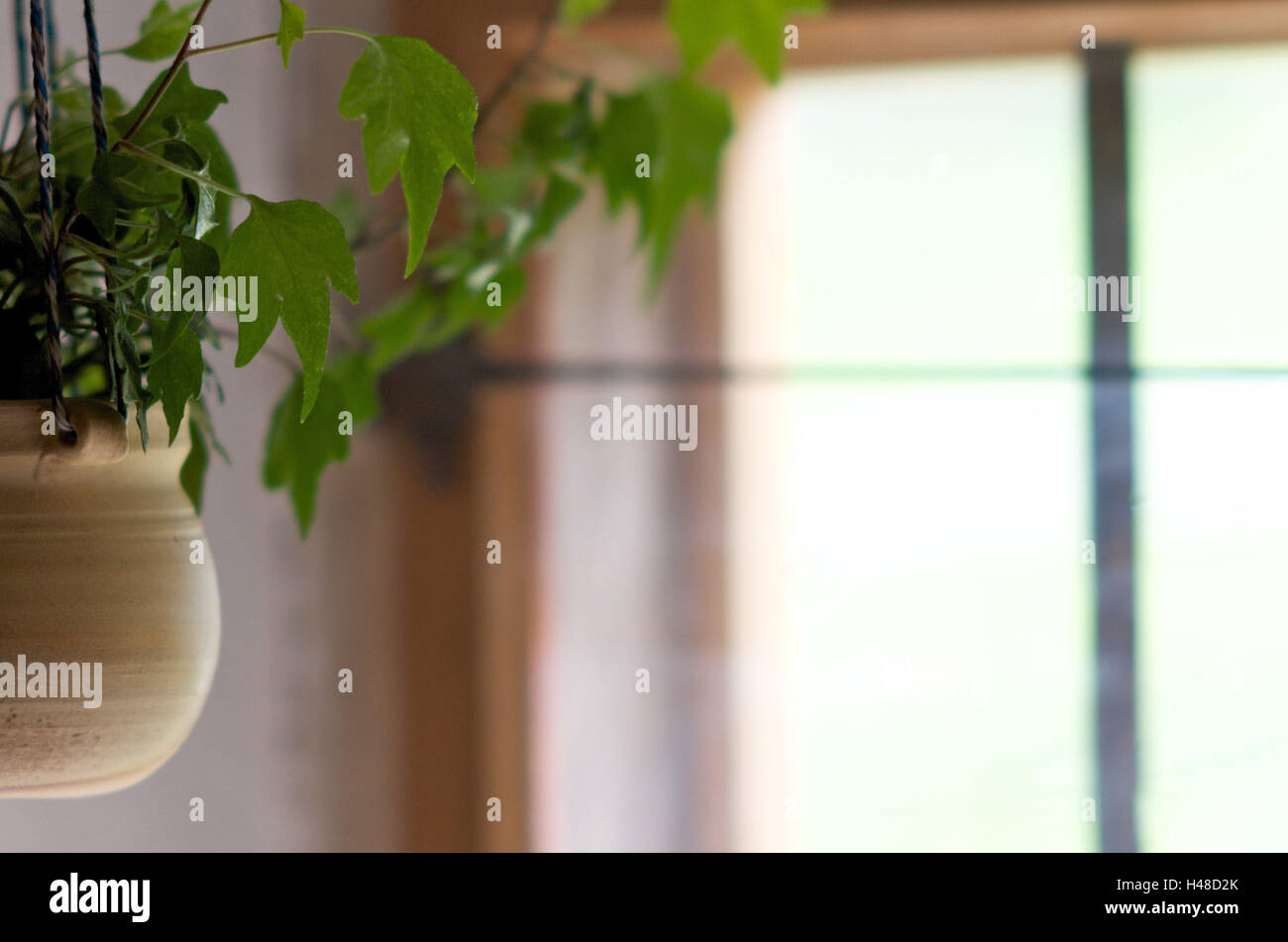 Flower traffic light in front of window Stock Photo - Alamy