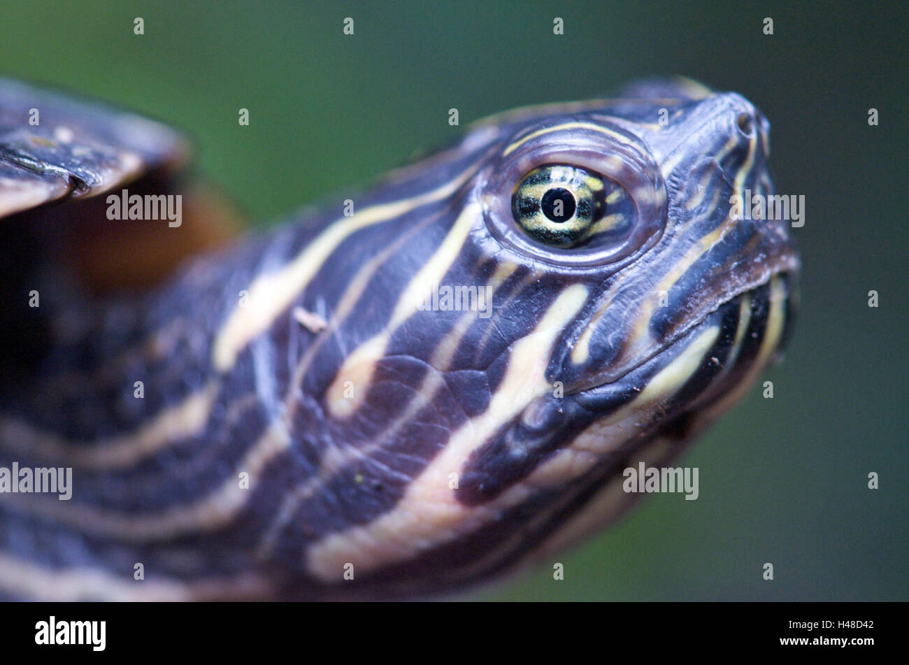 The turtle eye hi-res stock photography and images - Alamy