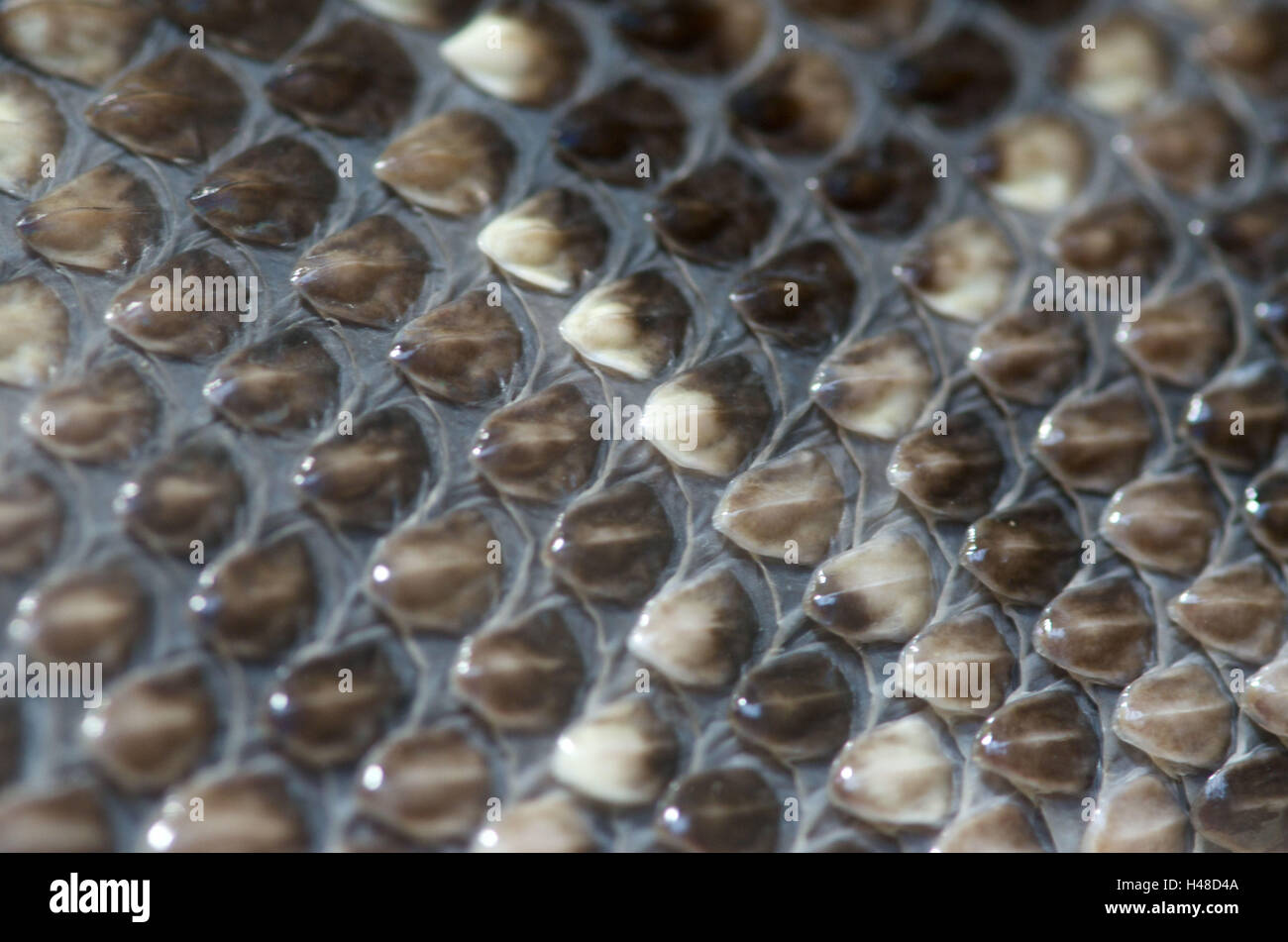 Scales of a sand viper, close-up Stock Photo - Alamy