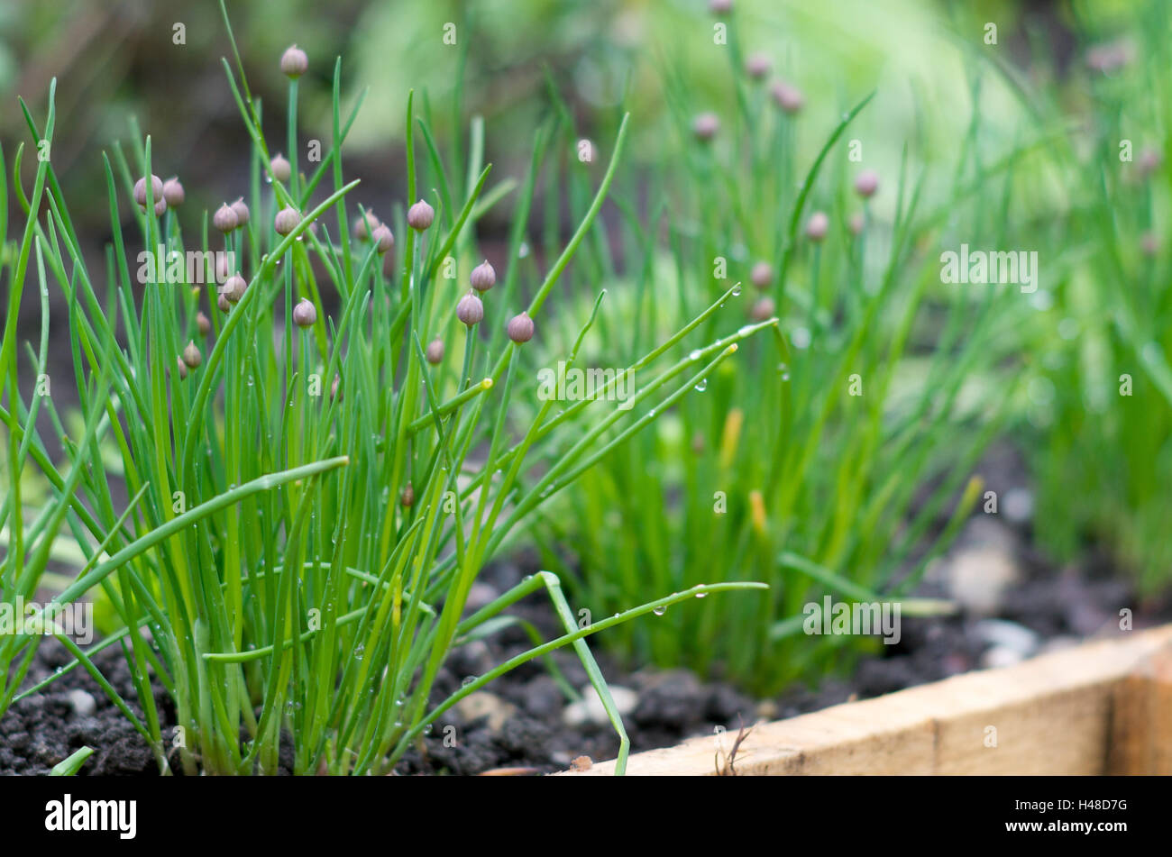 Chives in vegetable bed Stock Photo - Alamy