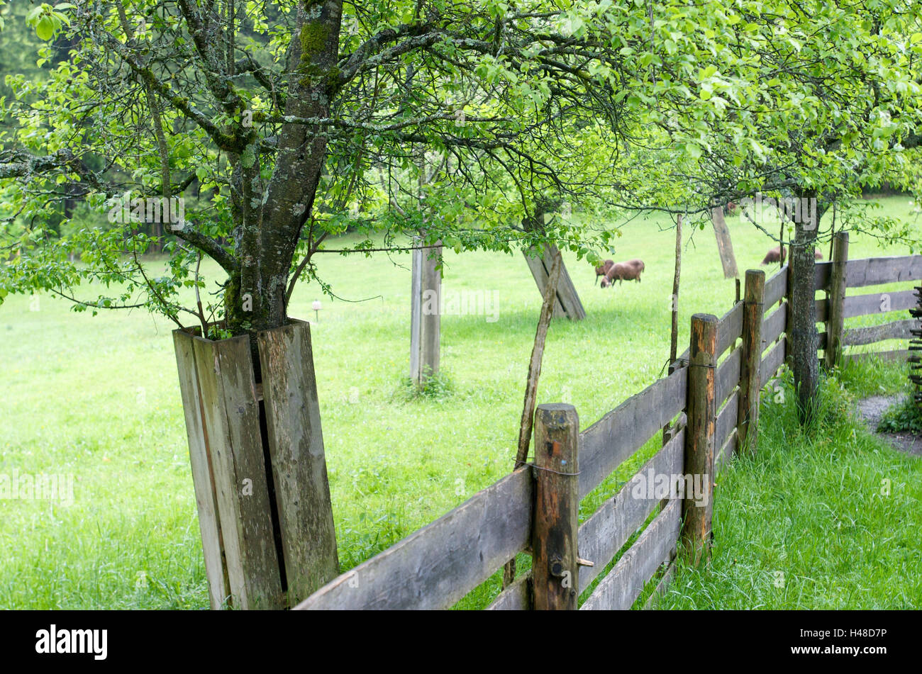 Wooden fence, sheep, grazing, trees with browsing protection Stock ...