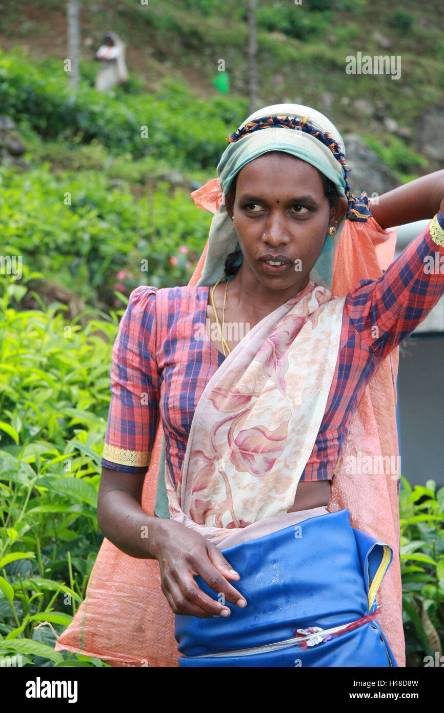 Sri Lanka, Nuwara Elia, Ceylon highland, tea plantation, worker, half ...