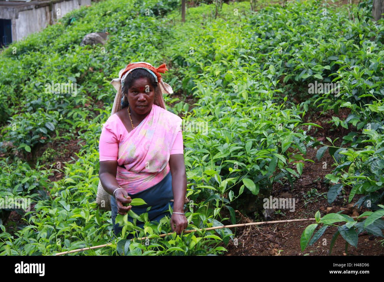 Sri Lanka, Nuwara Elia, Ceylon highland, tea plantation, worker, South ...
