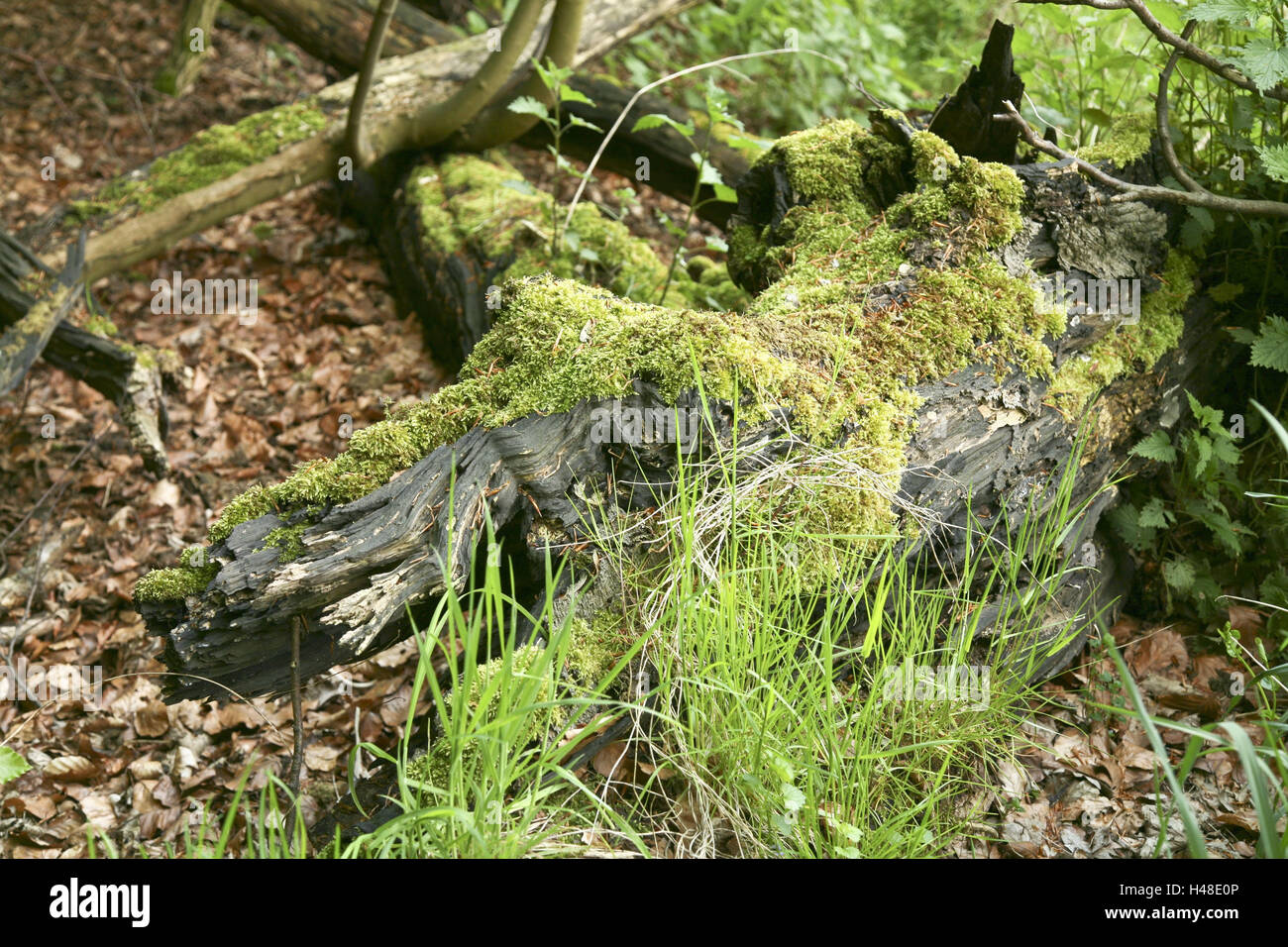 Dead Moss Stock Photos & Dead Moss Stock Images - Alamy