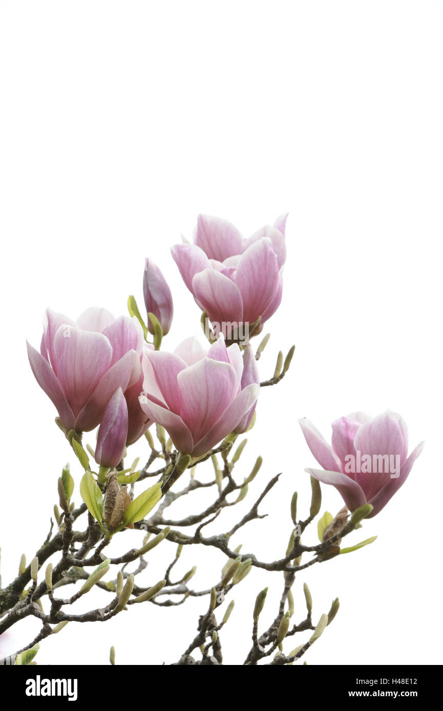 Magnolia Springs High Resolution Stock Photography and Images - Alamy