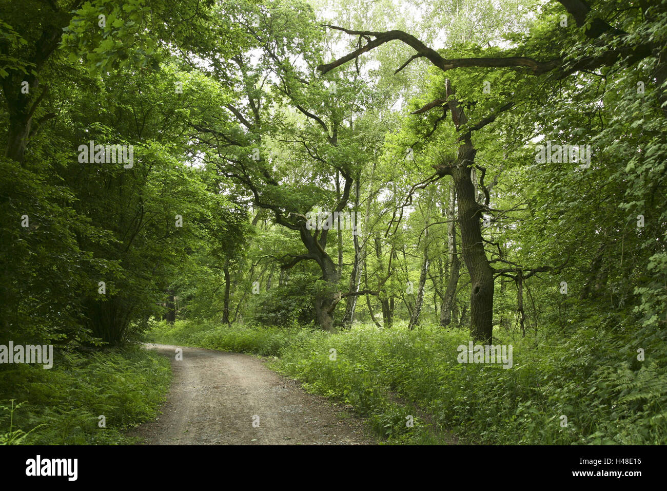 Germany, North Rhine-Westphalia, Dusseldorf, nature reserve Rahmer ...
