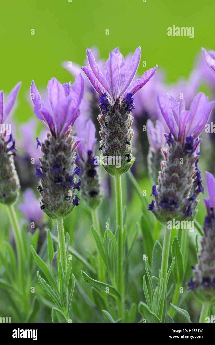 Lavendula hi-res stock photography and images - Alamy
