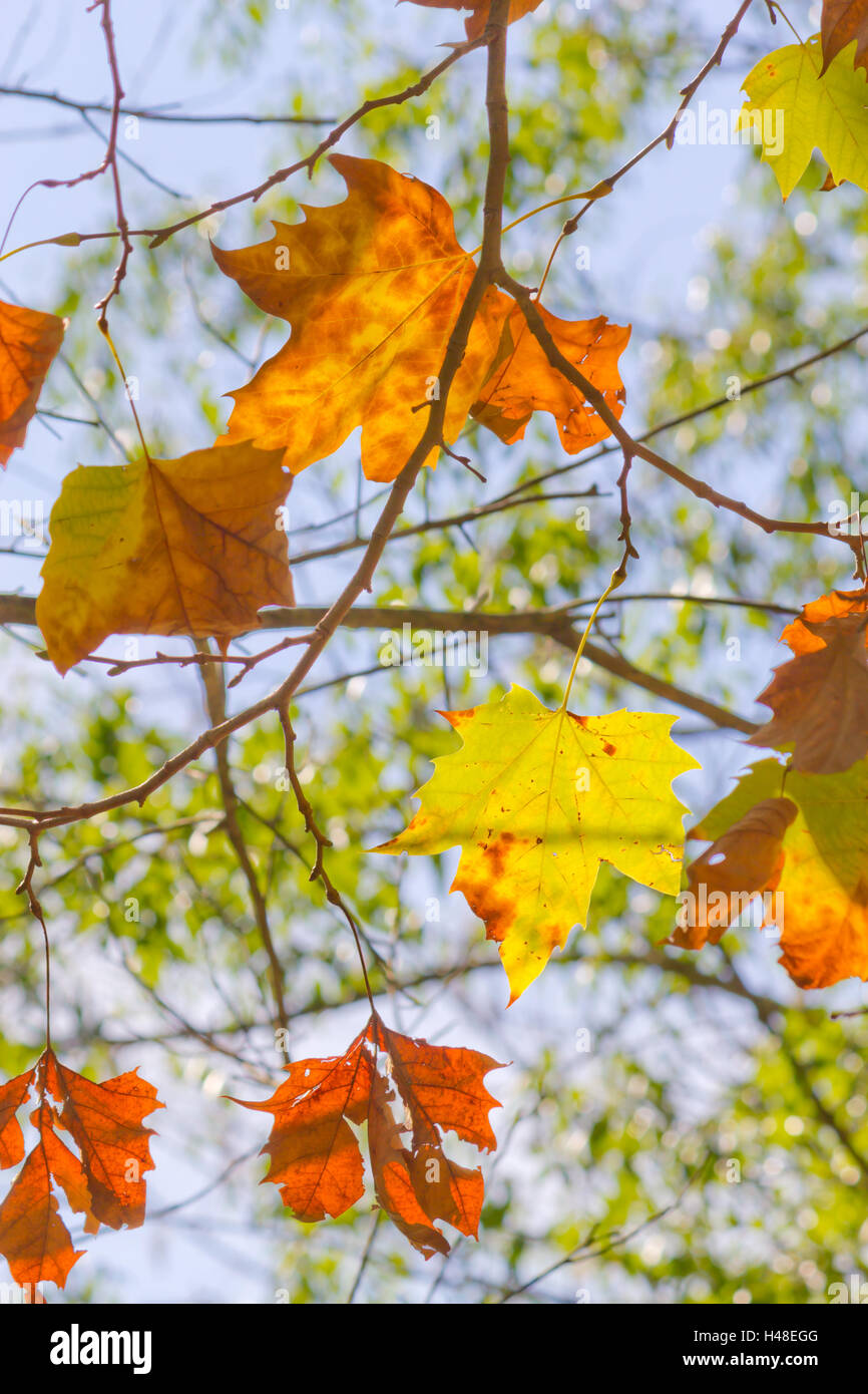 maple tree leaves with a blue sky in a sunny day Stock Photo - Alamy
