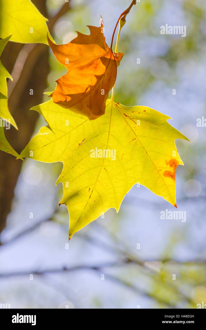 maple tree leaves with a blue sky in a sunny day Stock Photo - Alamy