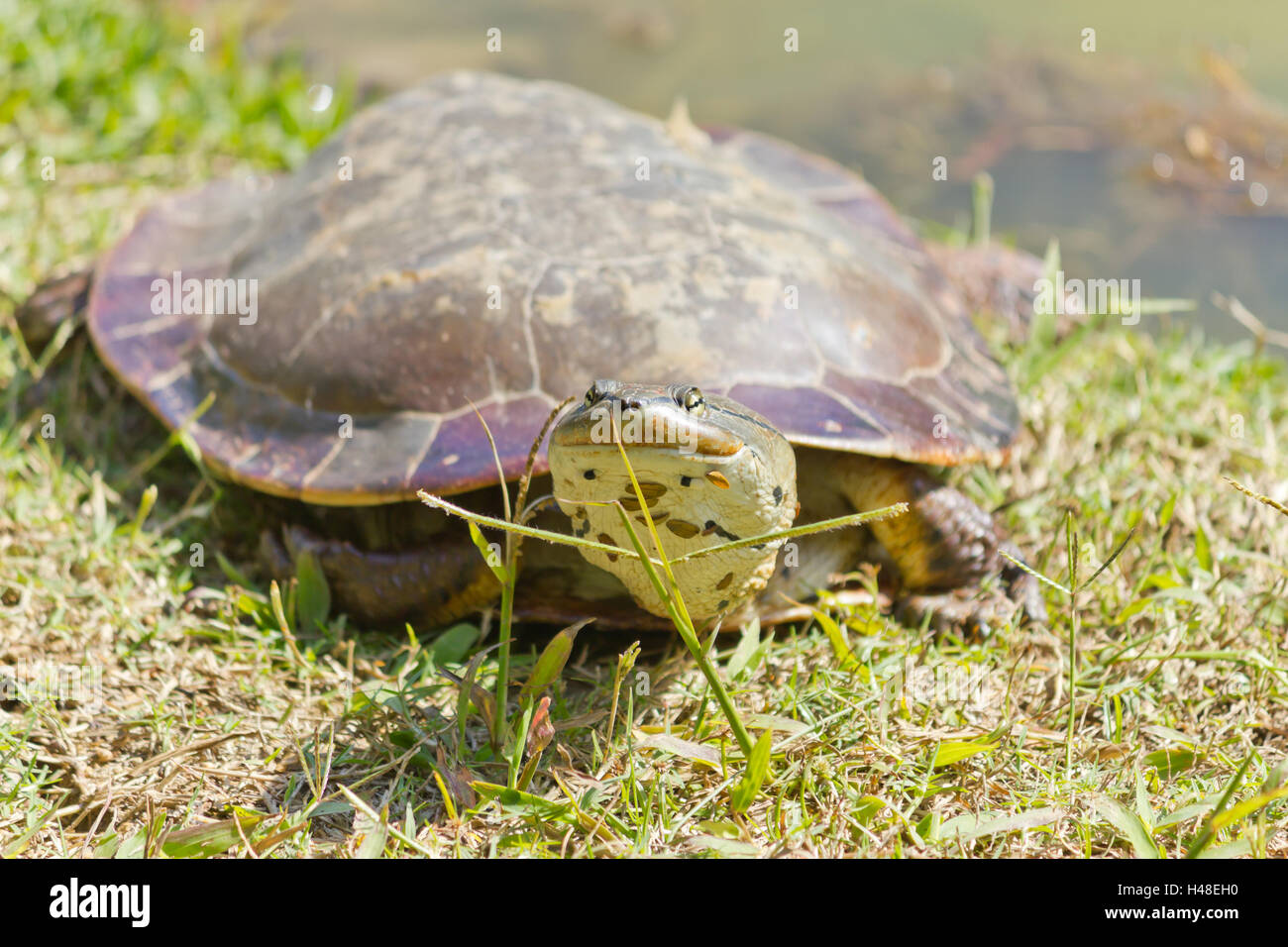 Details of turtle in the grass Stock Photo - Alamy