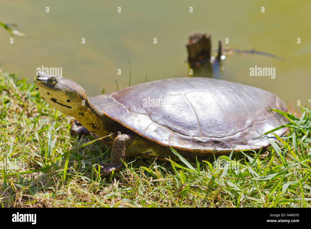 Details of turtle in the grass Stock Photo - Alamy