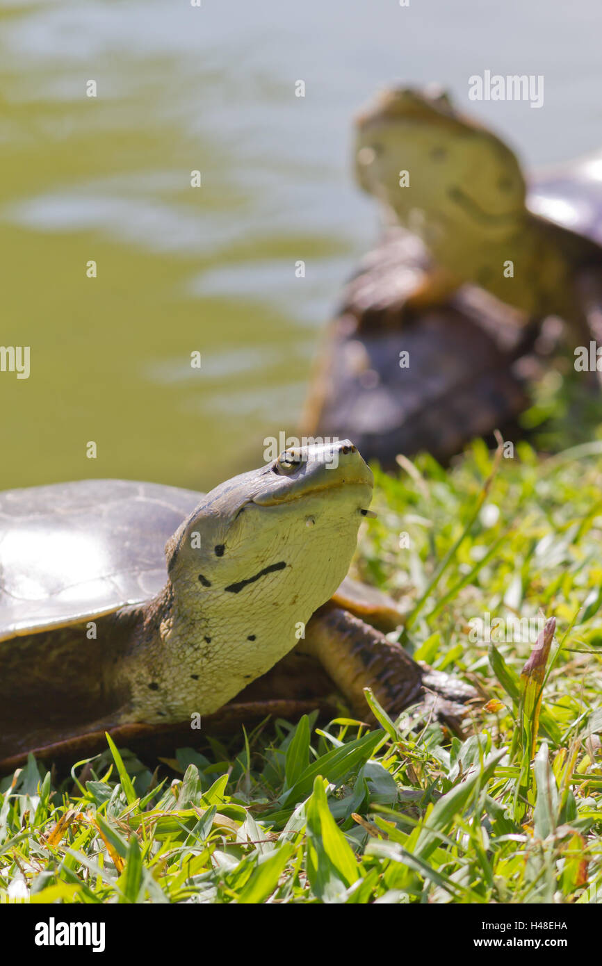 Details of turtle in the grass Stock Photo - Alamy