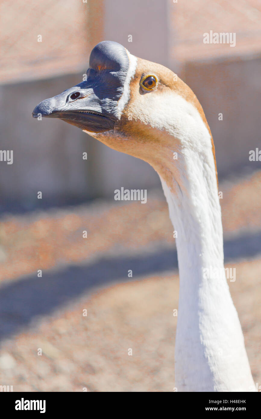 Detailed image of the duck face Stock Photo - Alamy