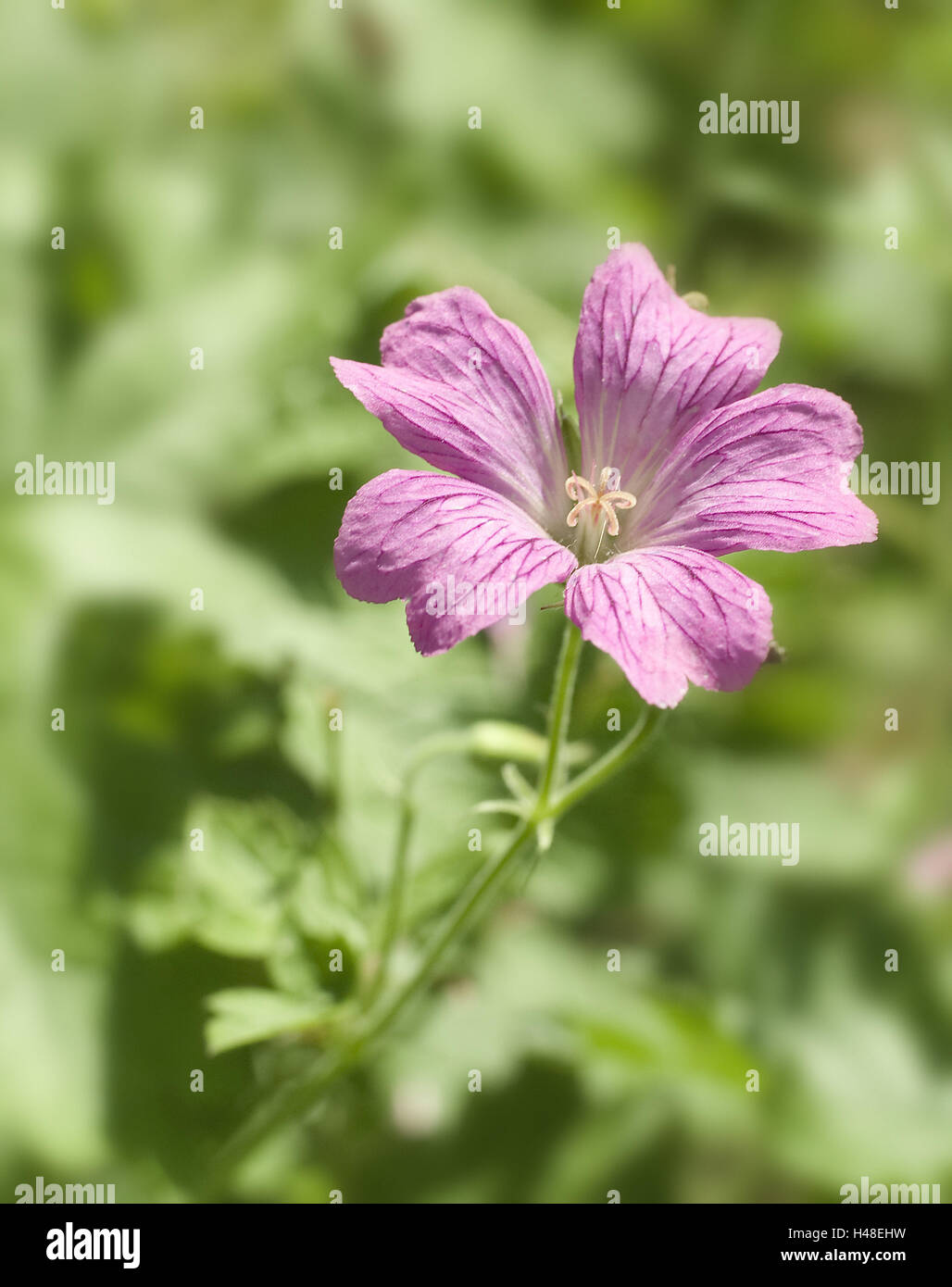 Mallow blossom, medium close-up, garden, nature, plant, medicinal ...