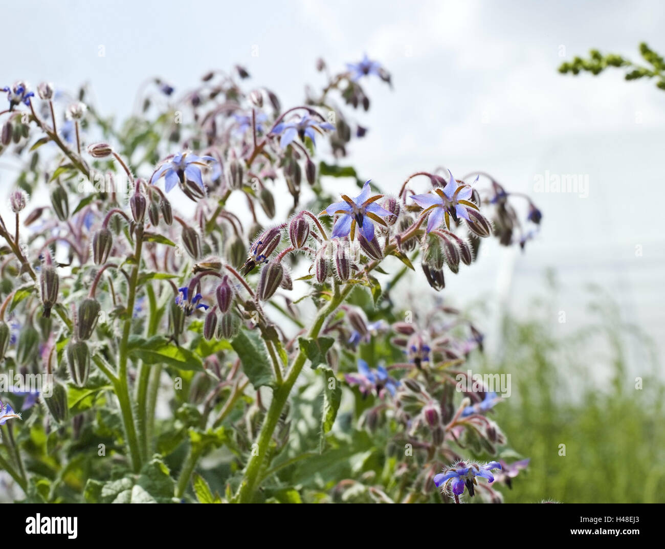Borage, blossoming, garden, plant, herb garden, cucumber herb, blossoms ...