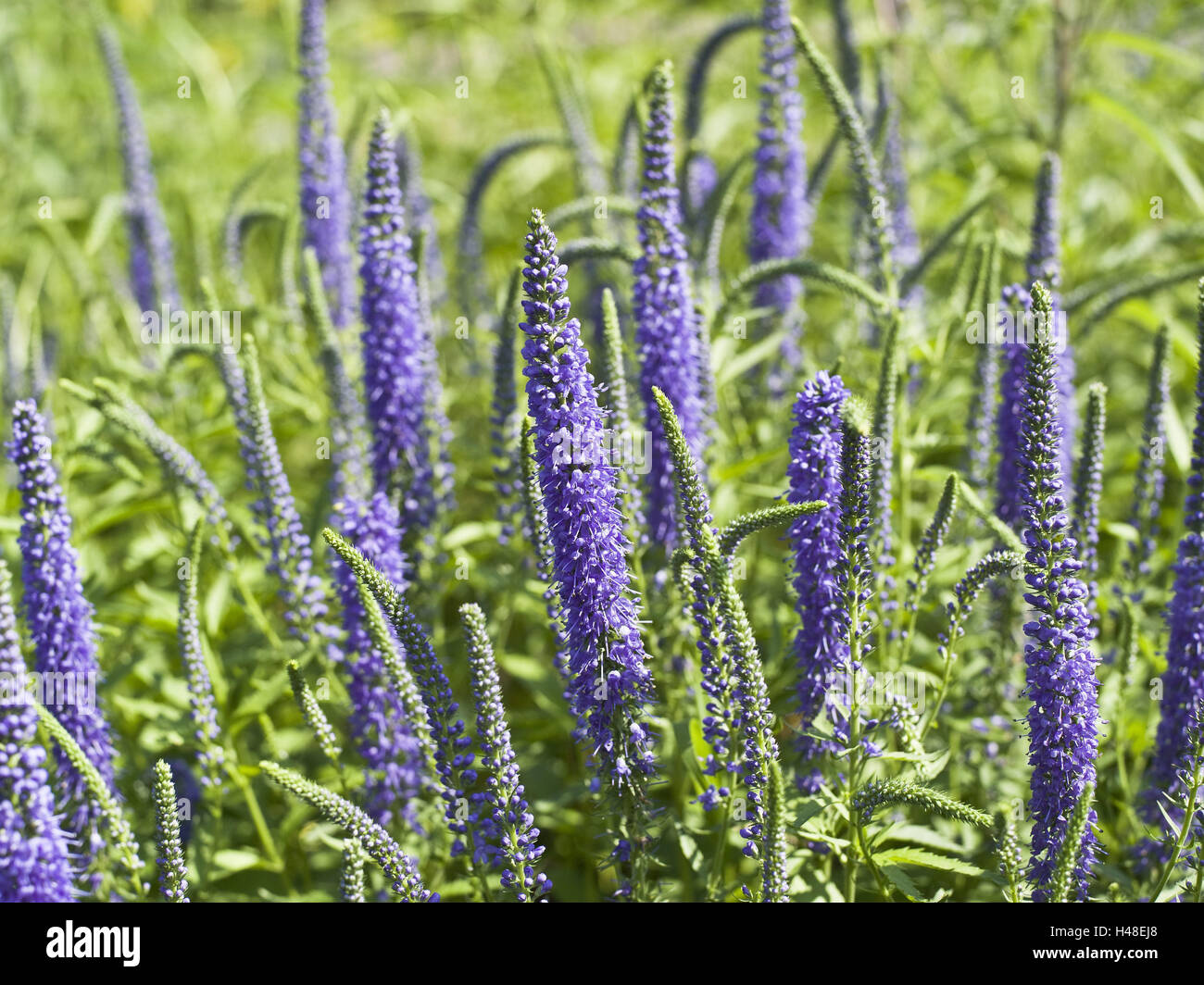 Prize garden hi-res stock photography and images - Alamy