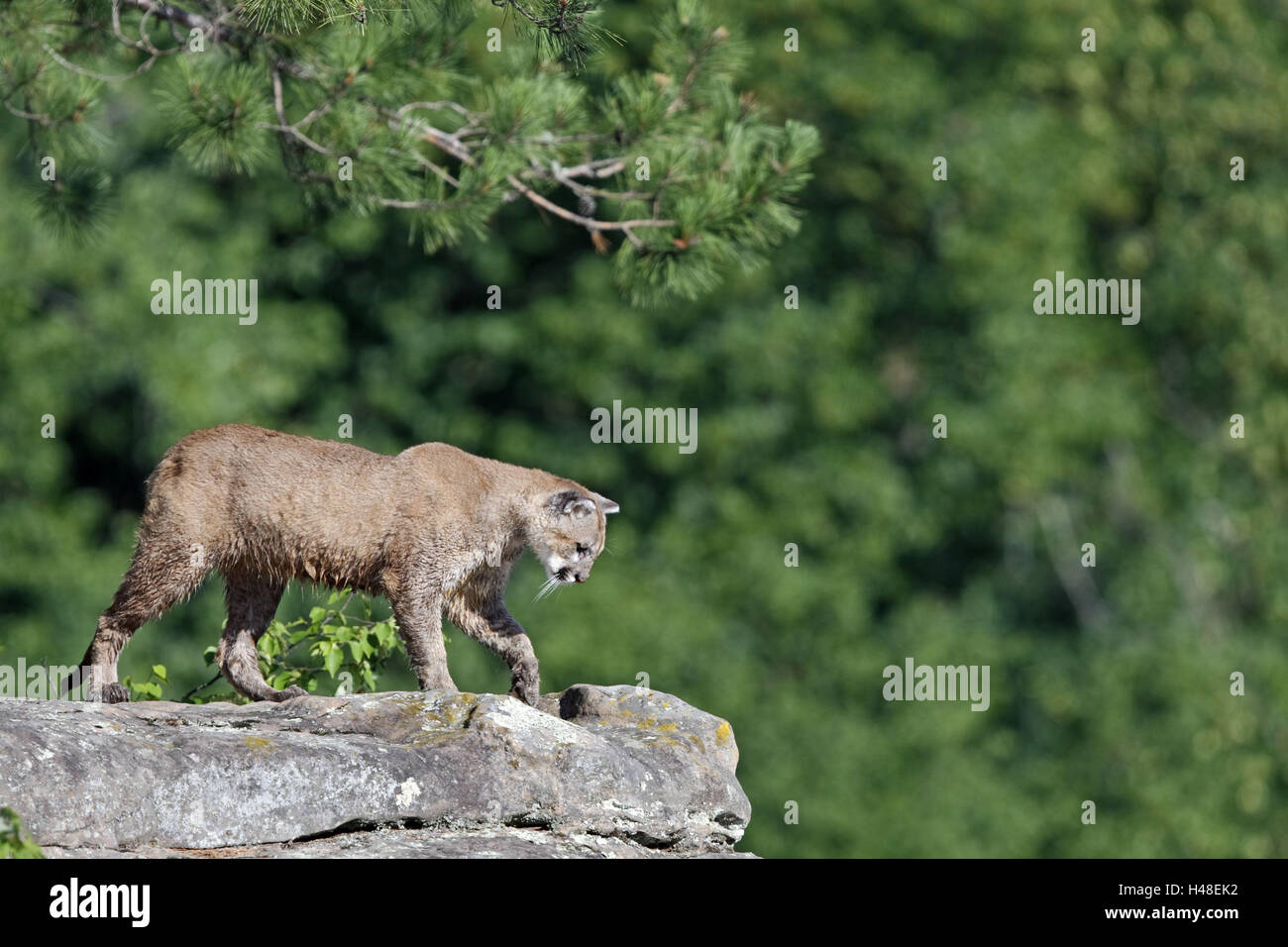 Puma, Felis concolor, rocks, Minnesota, the USA Stock Photo - Alamy