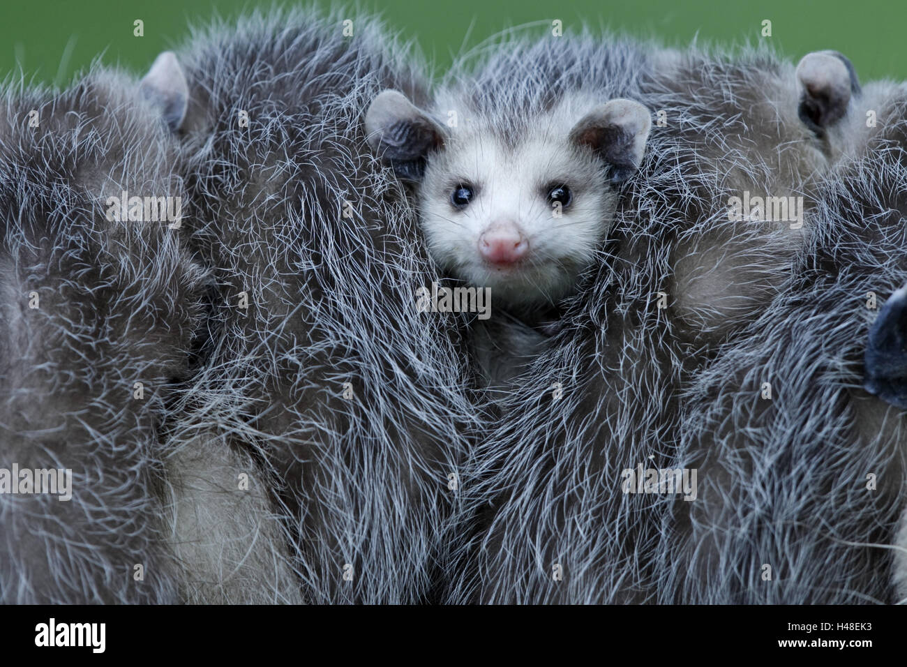 North American opossum, Didelphis virginiana, parental animal, young ...