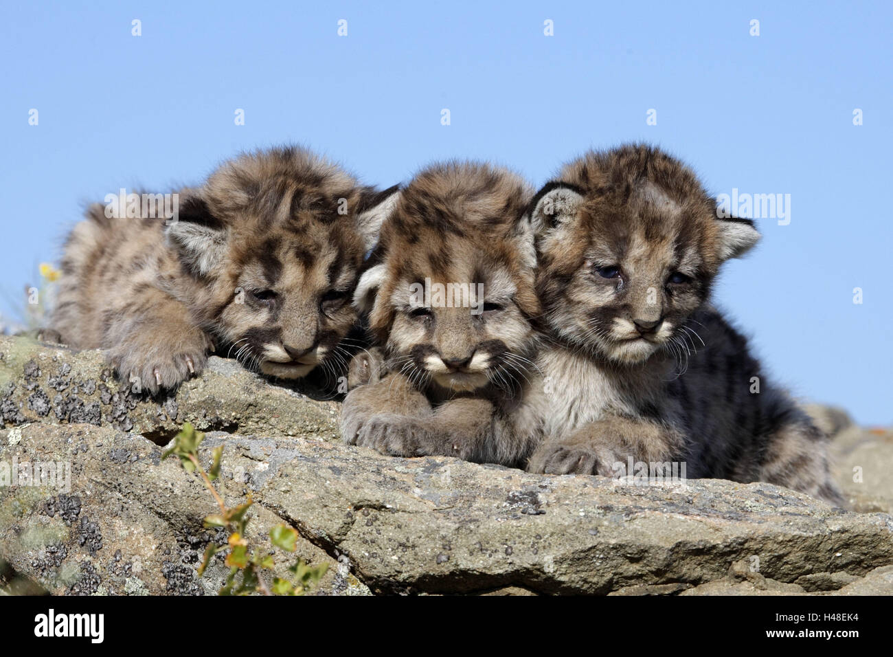 Pumas hi-res stock photography and images - Alamy