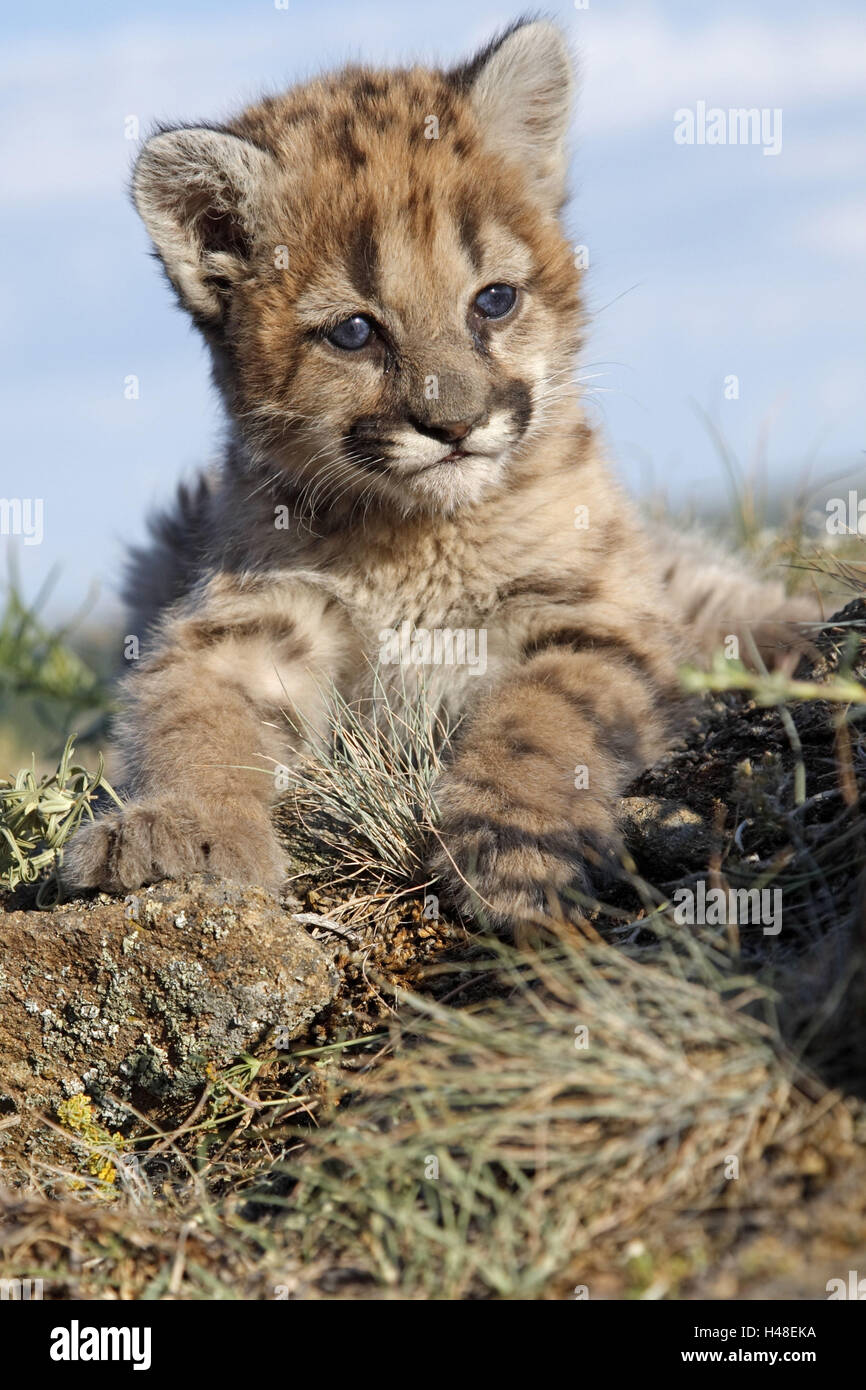 Puma, Felis concolor, young animal, Minnesota, the USA Stock Photo - Alamy