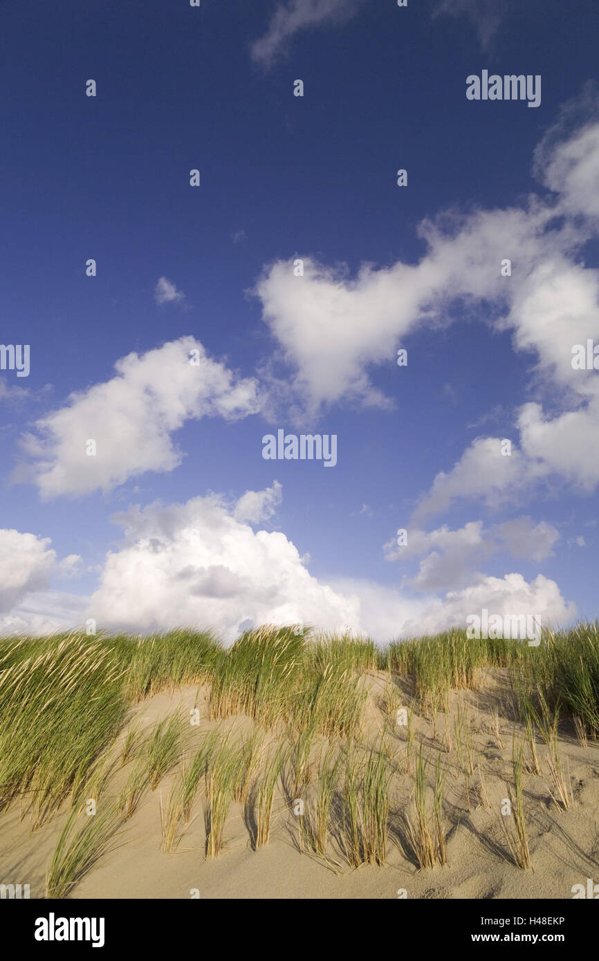 Common beach oat hi-res stock photography and images - Alamy