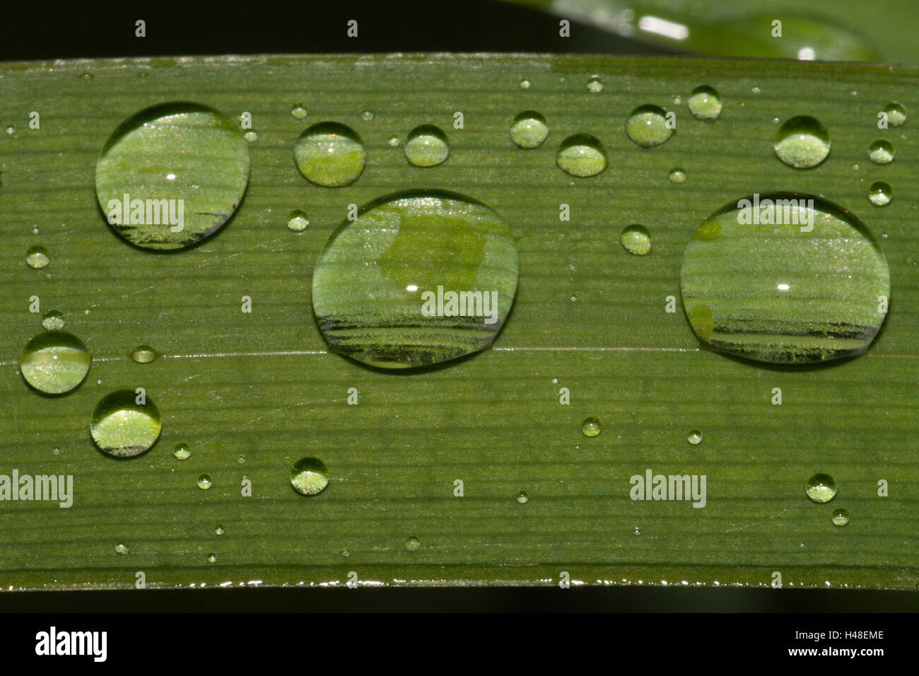 Leaves, drop water, close up Stock Photo - Alamy