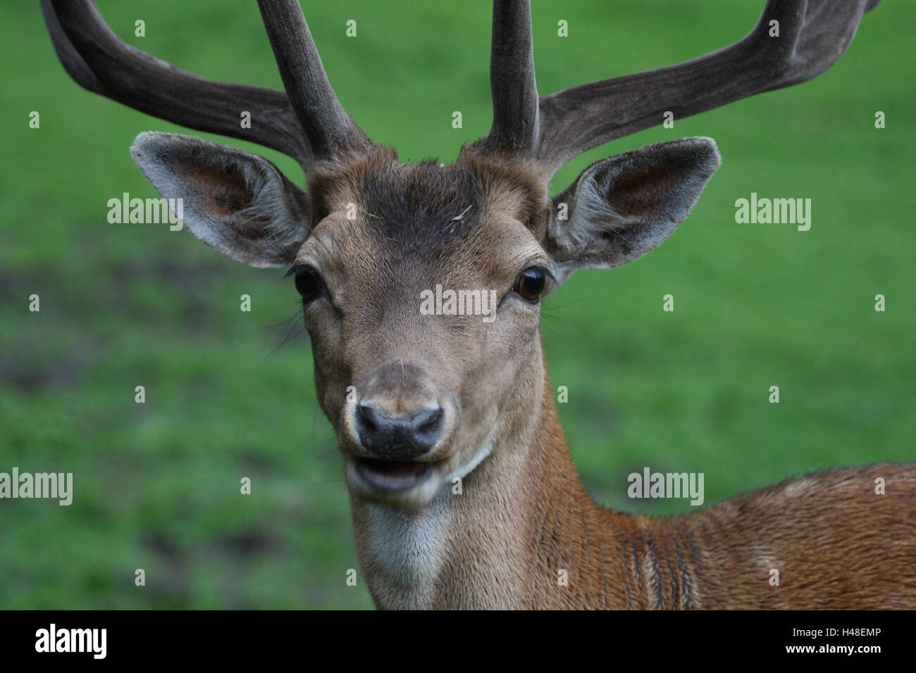 Fallow buck, portrait Stock Photo - Alamy
