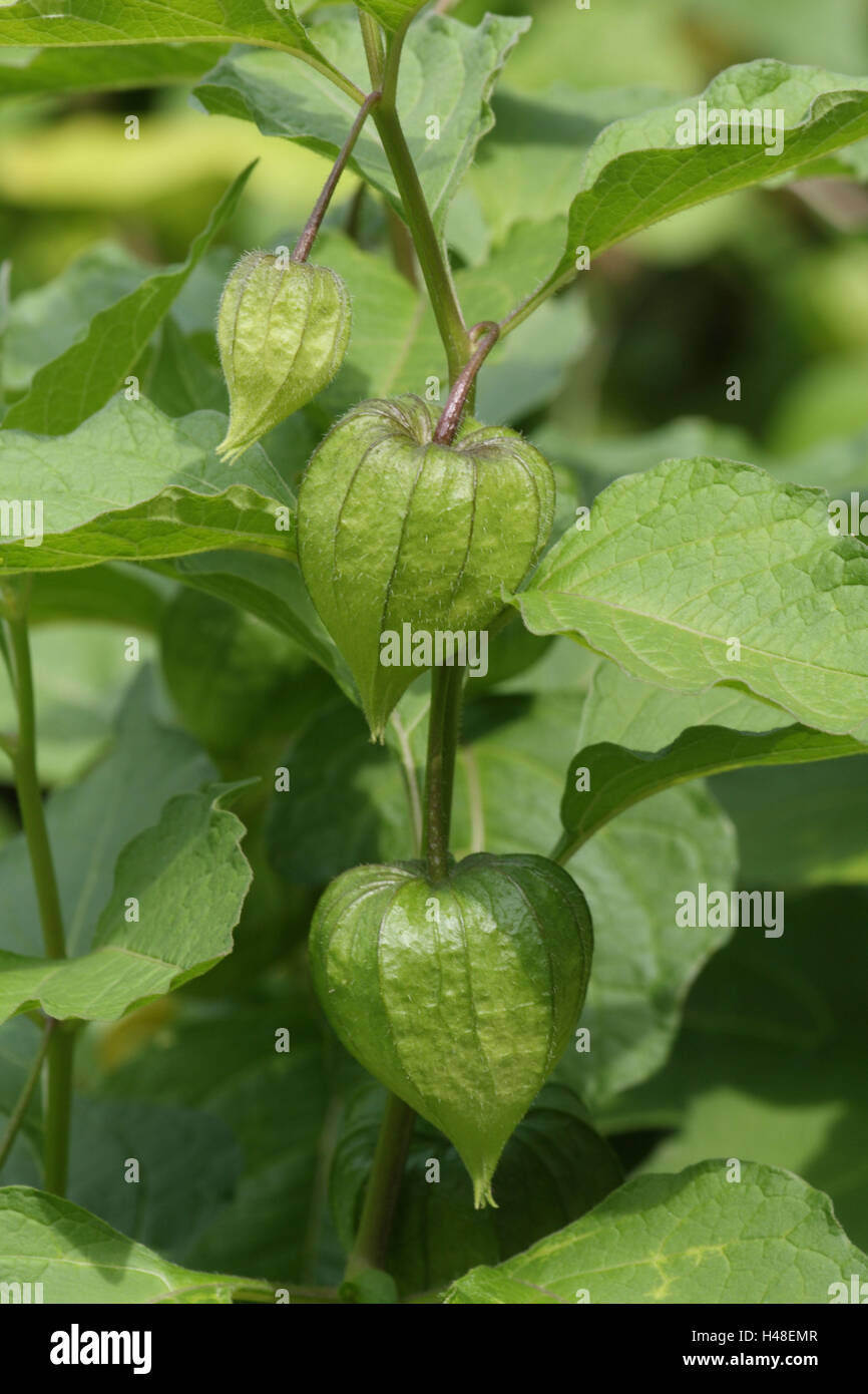 Leaves flower stalk garden plant hi-res stock photography and images ...