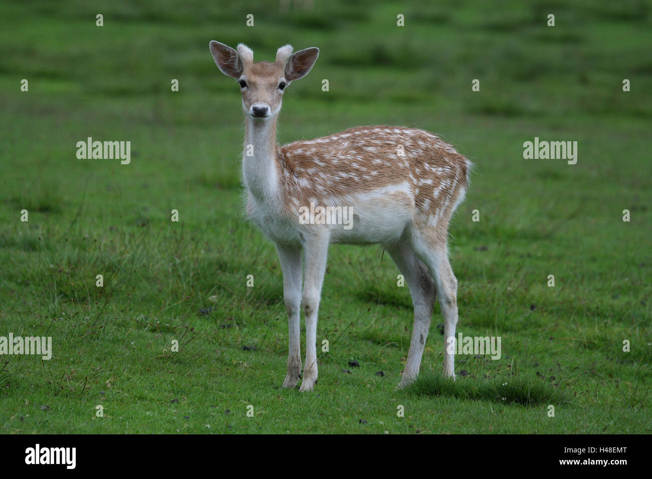 Fallow buck, young animal Stock Photo - Alamy
