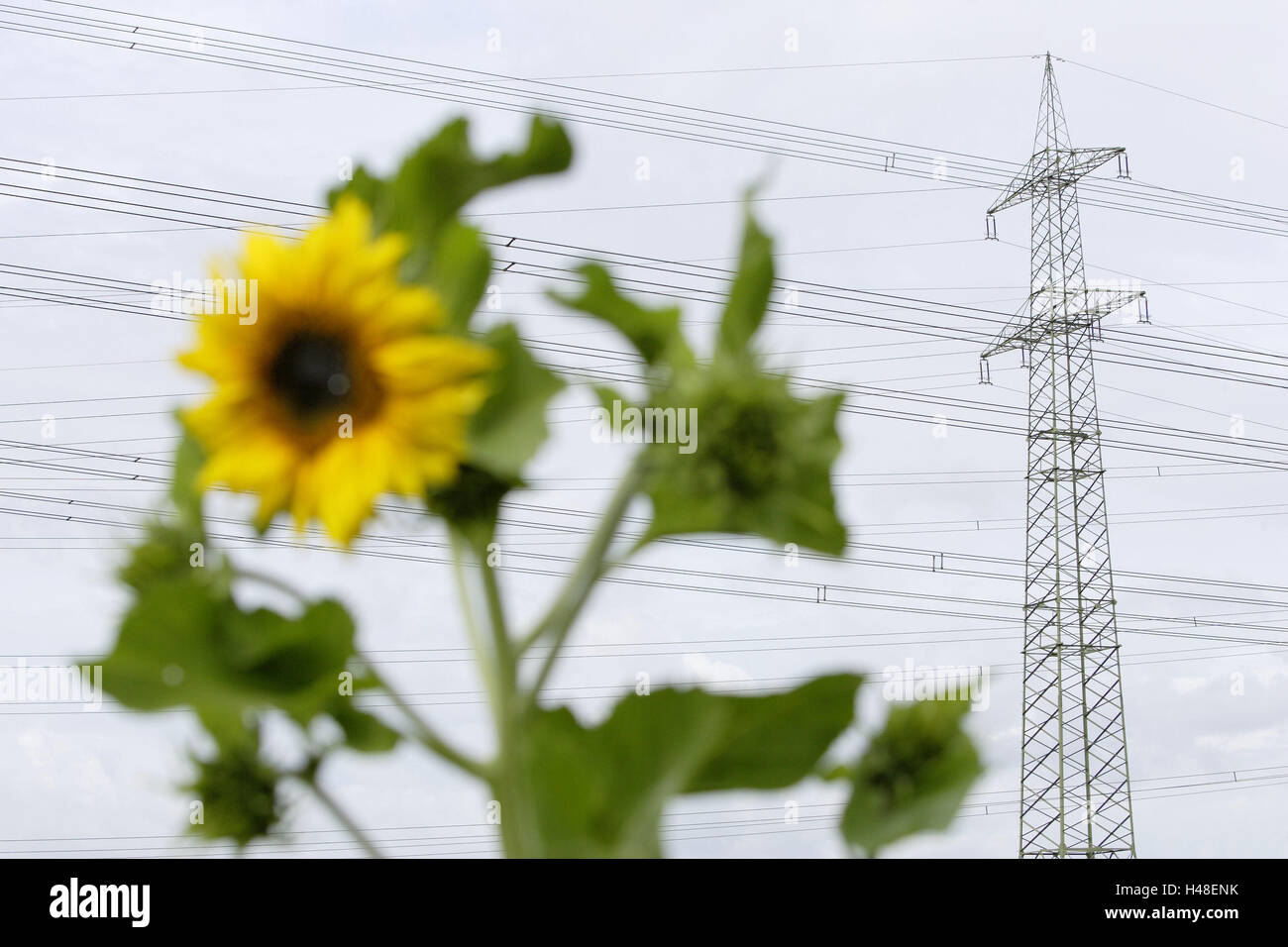 High-voltage poles, foreground, sunflower, blur, plant, flower ...