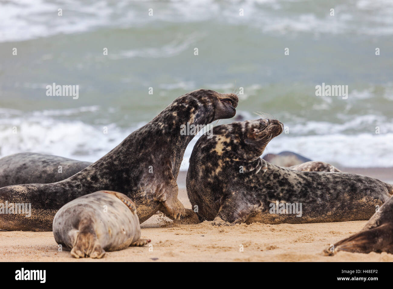 Grey Seals Halichoerus gryphus Fighting at the Start of the Pupping ...