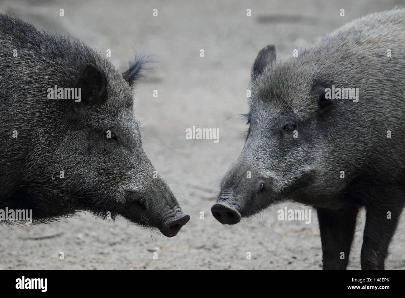 Wild boars, beschnuppern, side view, landscape format, Germany, pigs ...